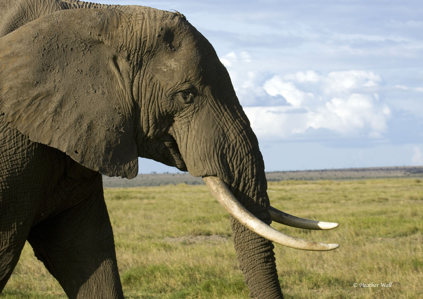 Elephant Conservation Lesson Plans - Elementary Resources - Elephanatics Foundation