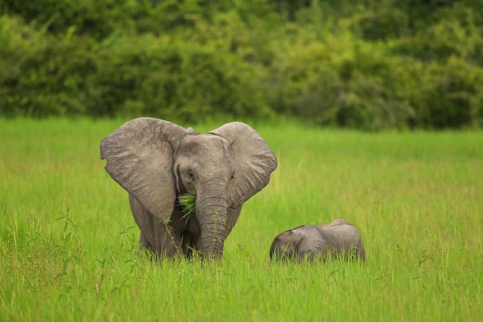 African Elephant Conservation Scholarship distributed by Mara Elephant ...