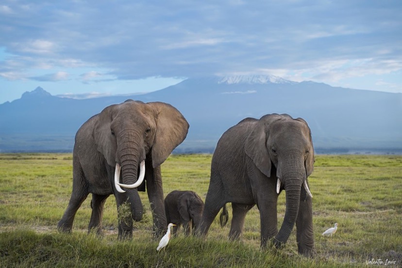 #WorldAnimalDay Oct 4th - Elephanatics