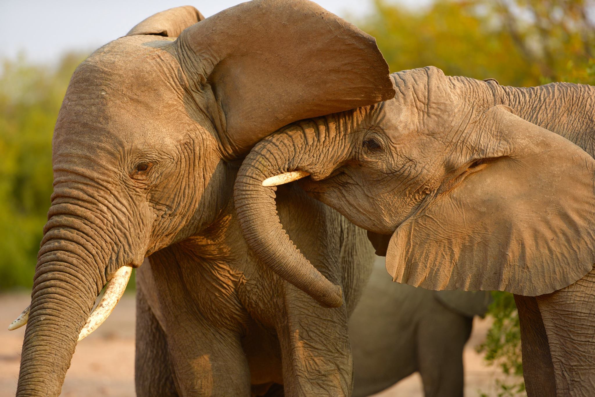 Fran Duthie African Elephant Scholarship 2025 - Elephanatics Foundation