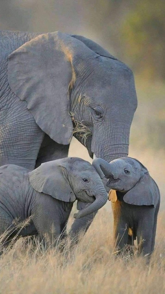 Happy #WorldElephantDay 2025 - Elephanatics Foundation